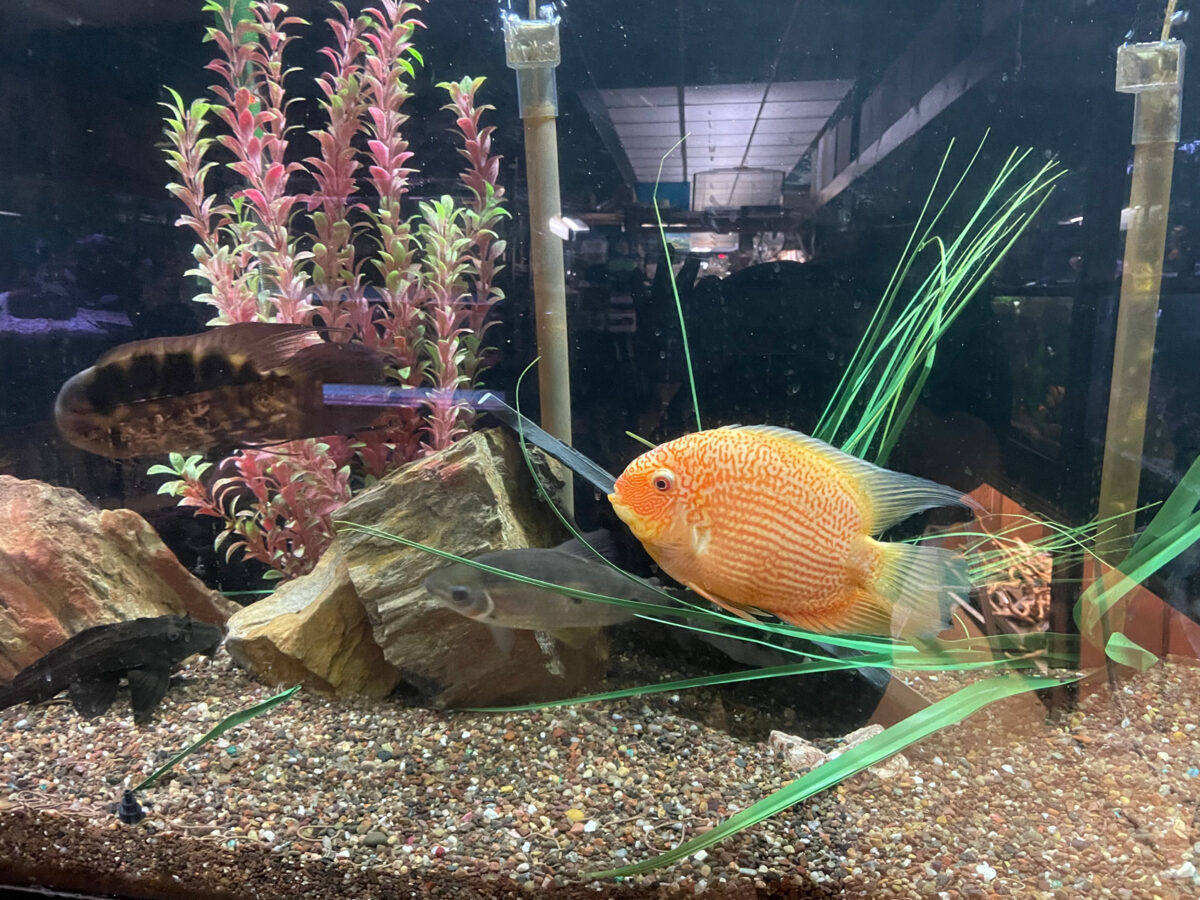 Aqualand Aquarium Center, Tropical Fish