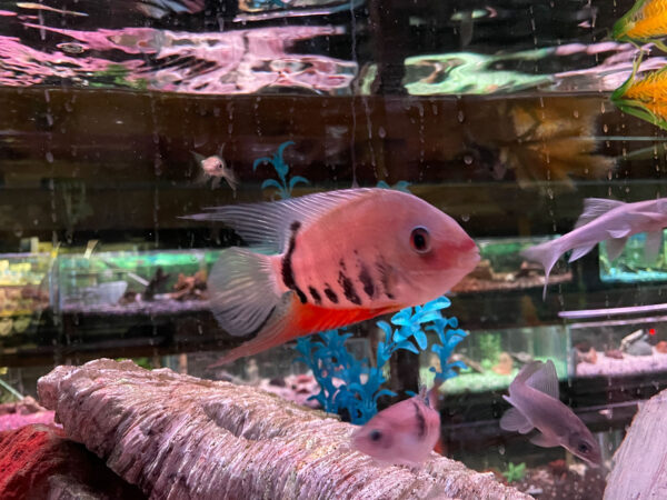 Aqualand Aquarium Center, Tropical Fish