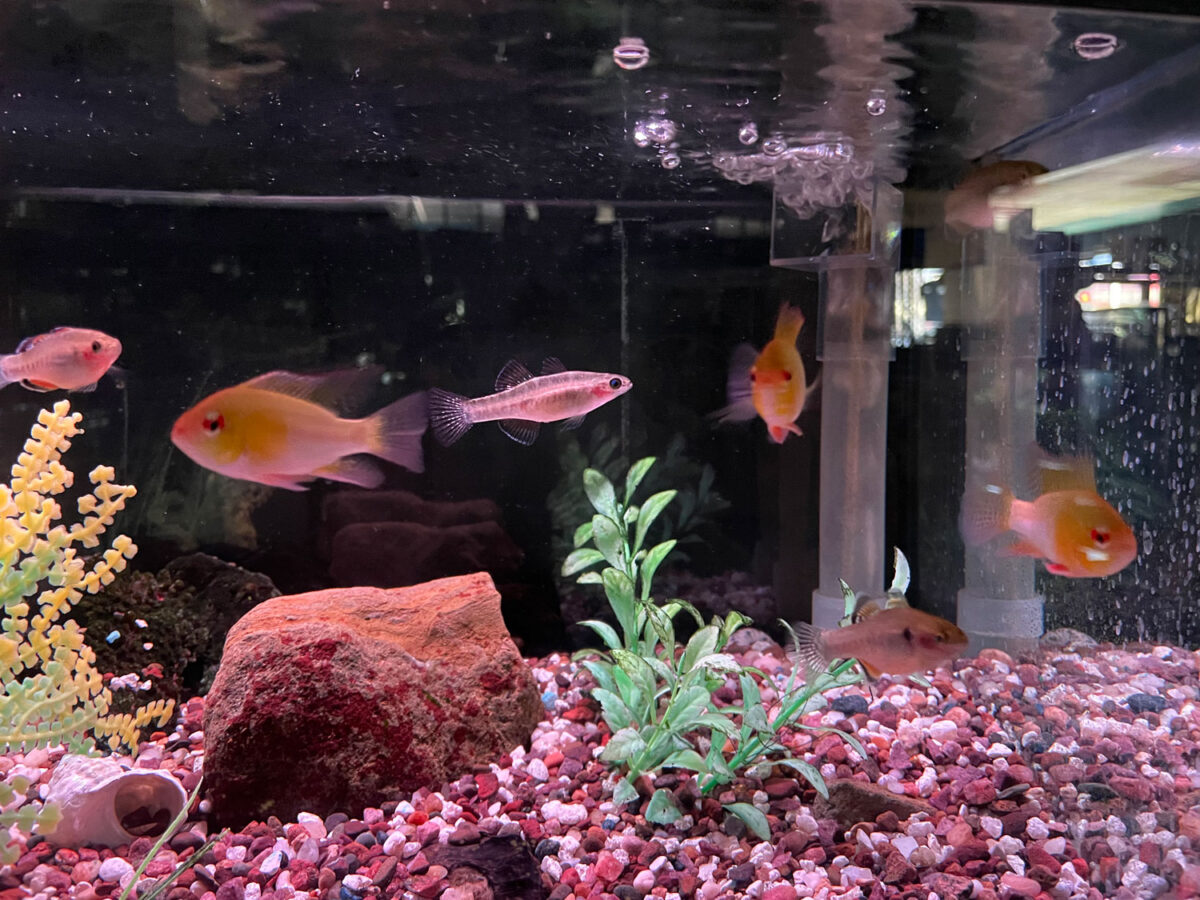 Aqualand Aquarium Center, Tropical Fish