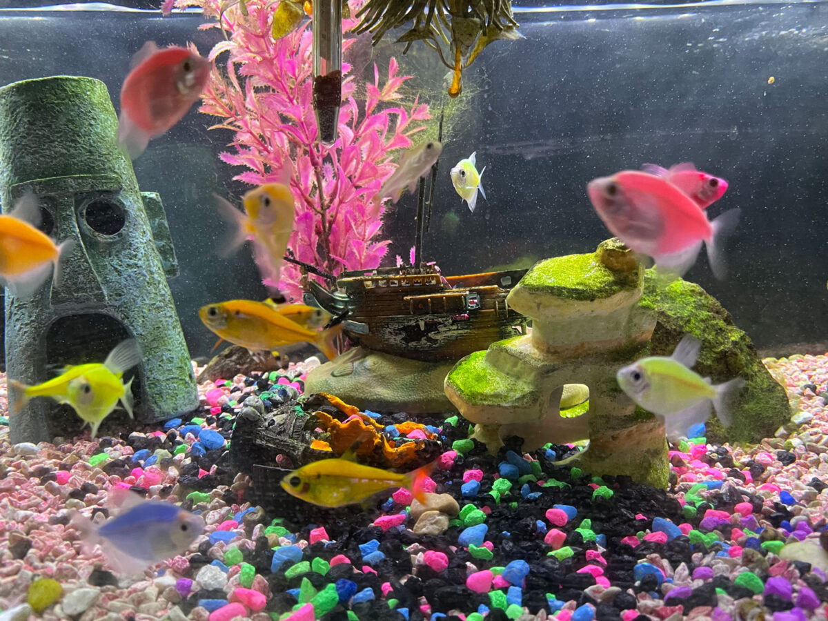 Aqualand Aquarium Center, Tropical Fish