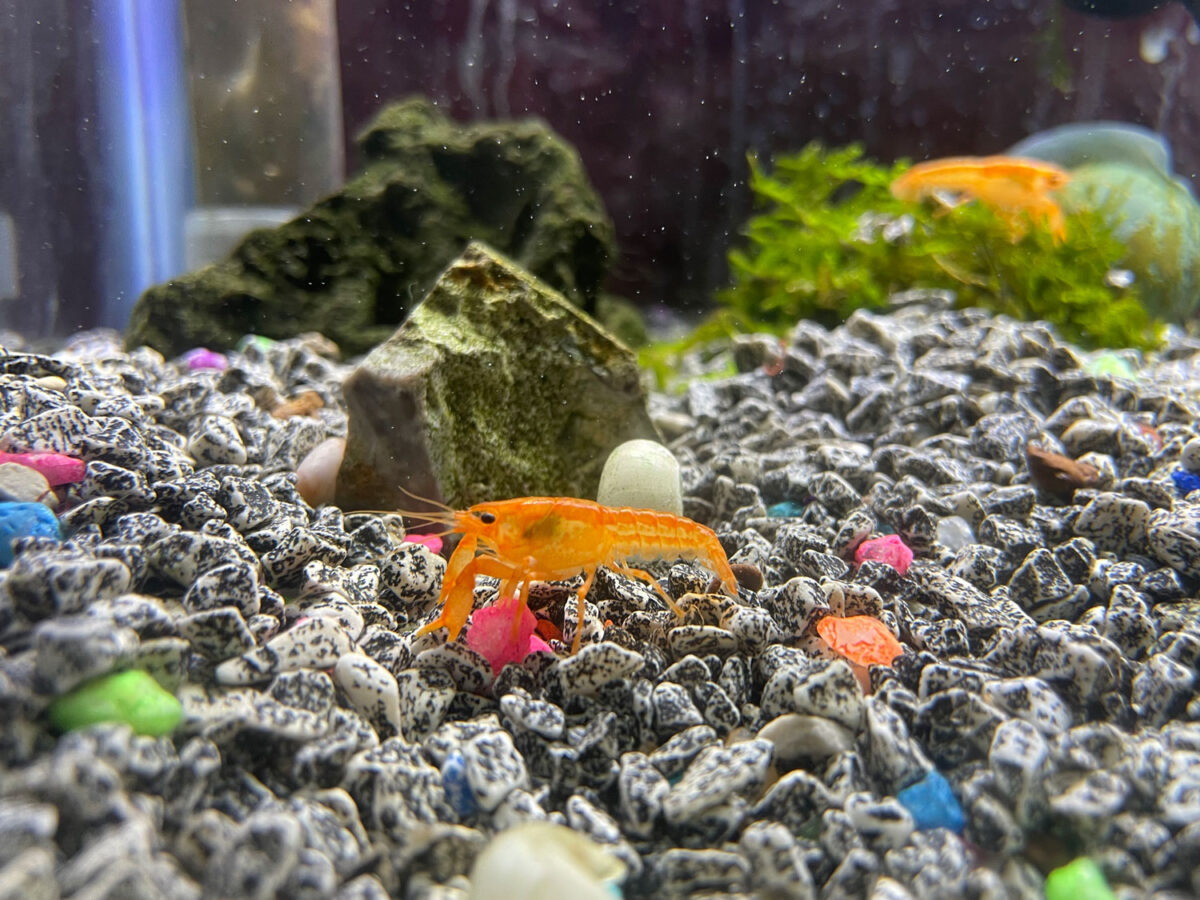 Aqualand Aquarium Center, Tropical Fish