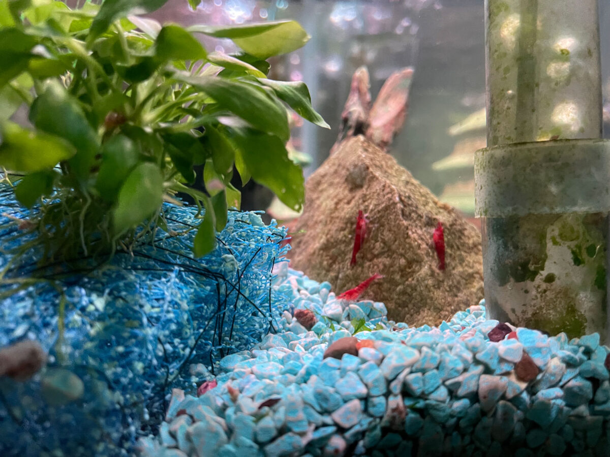 Aqualand Aquarium Center, Tropical Fish