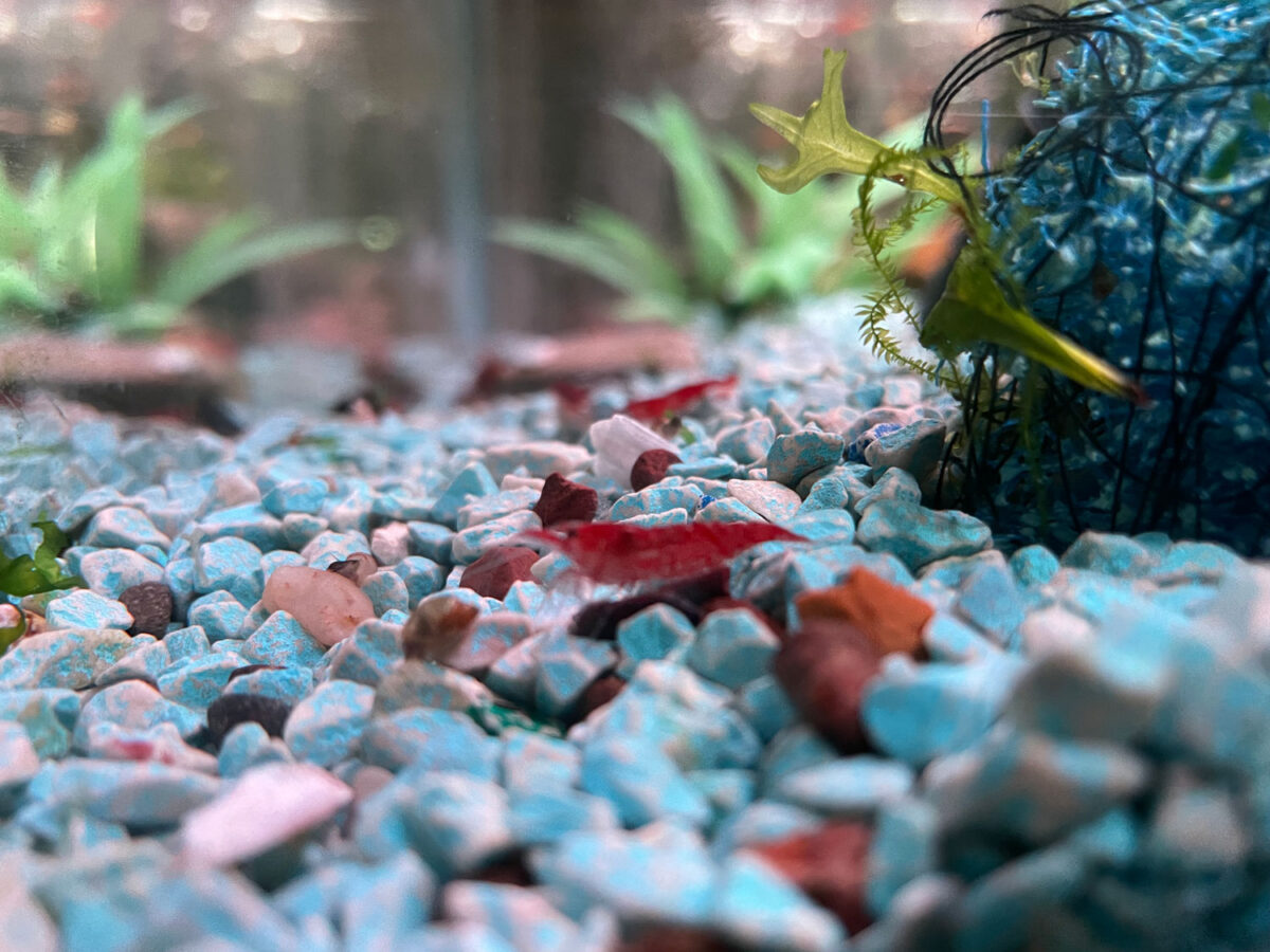 Aqualand Aquarium Center, Tropical Fish