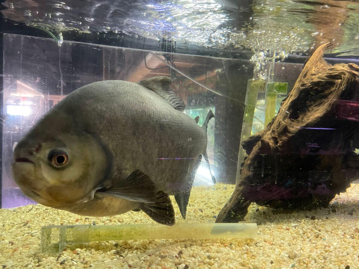 Aqualand Aquarium Center, Tropical Fish